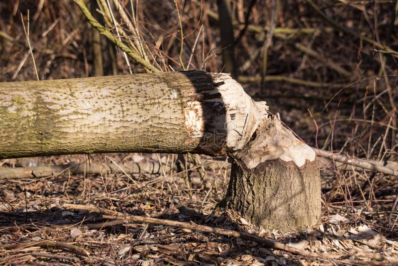 Destroyed tree stock image. Image of plant, horizontal - 47657247