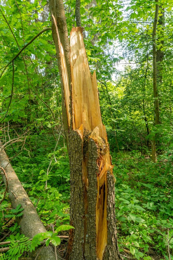 Destroyed Tree in Forest after a Hard Storm Stock Image - Image of tree ...