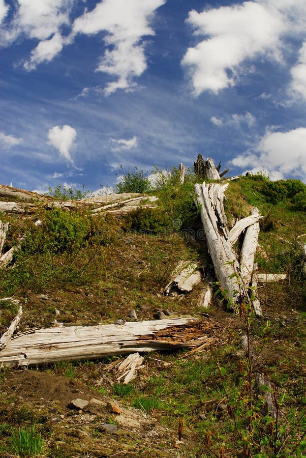 Destroyed Trees Picture. Image: 1292484