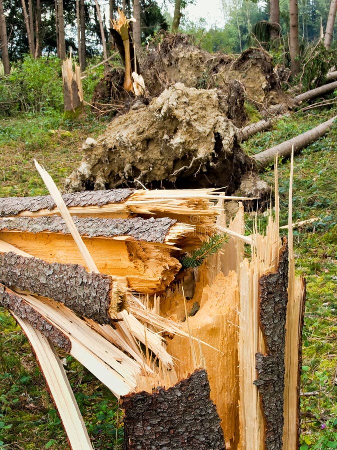 Destroyed Trees in a Clearing Stock Image - Image of destruction ...