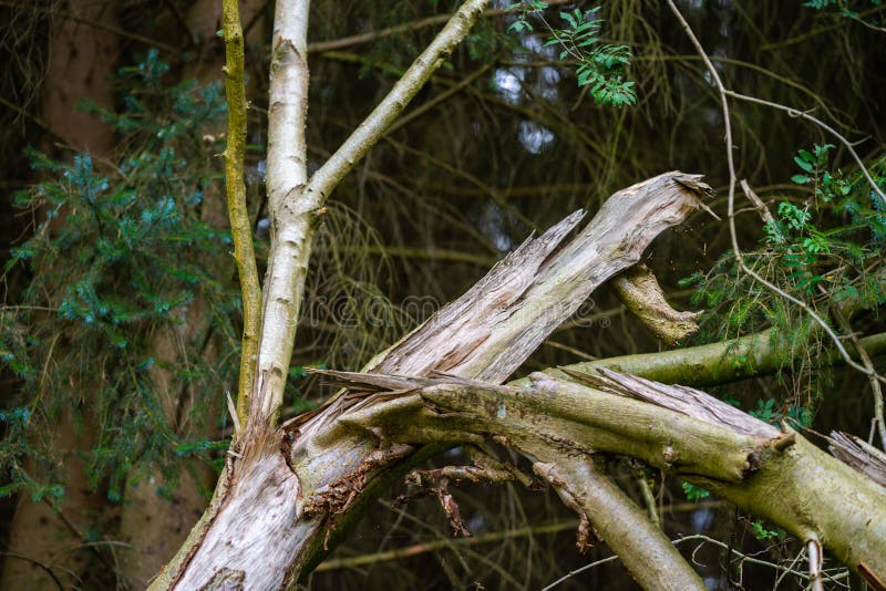 Destroyed Trees after a Storm Line the Path through Nature Stock Image ...