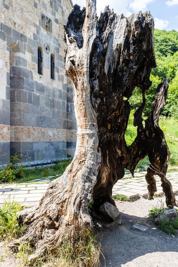Destroyed Walnut Tree in Courtyard of Haghartsin Stock Image - Image of ...