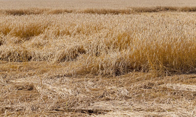 368 Wheat Bad Weather Stock Photos - Free & Royalty-Free Stock Photos ...