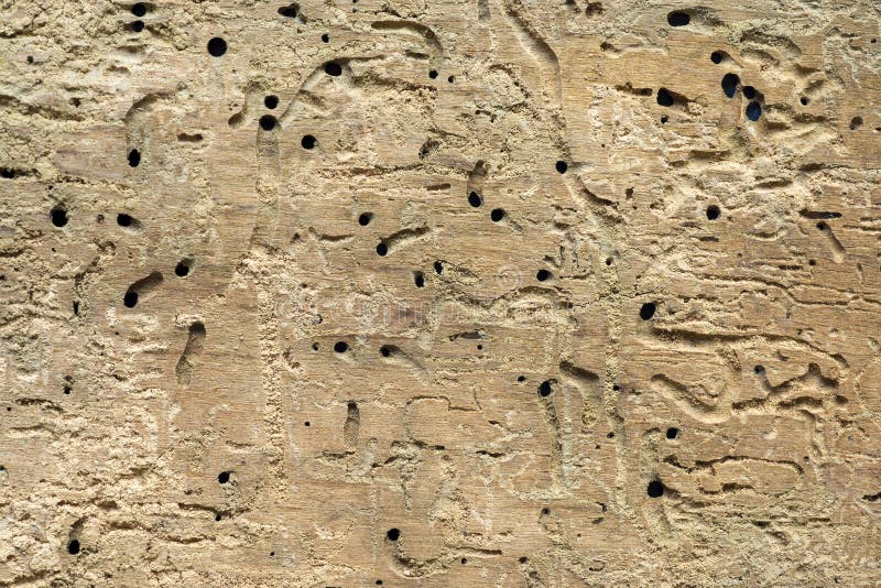 Destroyed wood stock image. Image of corrosion, worm - 42408935