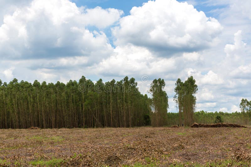 Forests destroying stock photo. Image of disaster, decision - 5945784