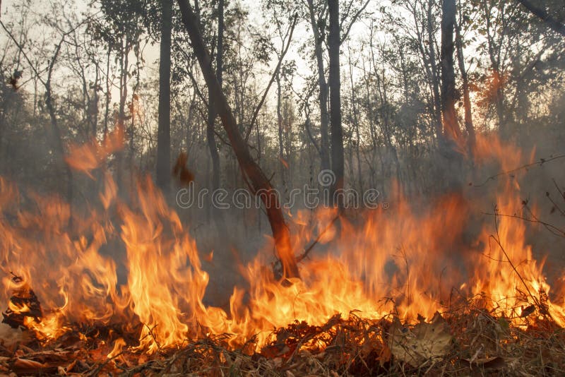 Destruído Queimando A Floresta Tropical Imagem de Stock - Imagem de ...
