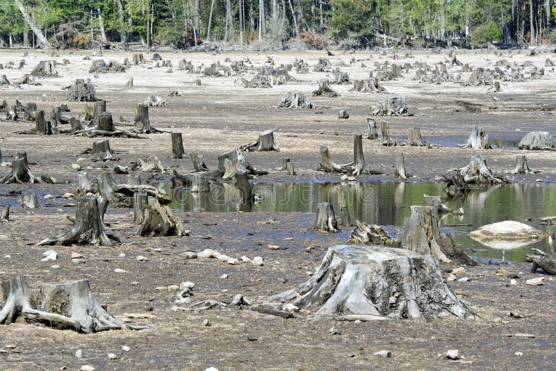Destructed forest stock image. Image of scenics, outdoors - 26709697