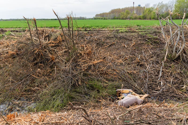 Destruction of Trees by Man Stock Image - Image of dioxide, foliage ...