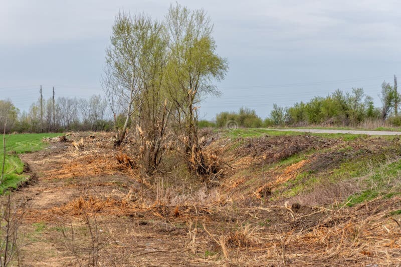 Destruction Of Trees On Peatlands And Drainage Of Peat Bogs At ...