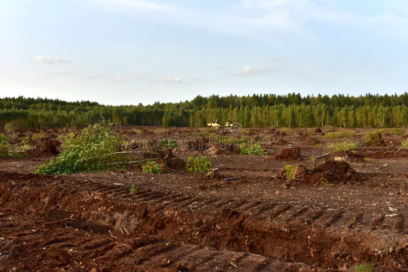 Destruction of Trees on Peatlands and Drainage of Peat Bogs at ...