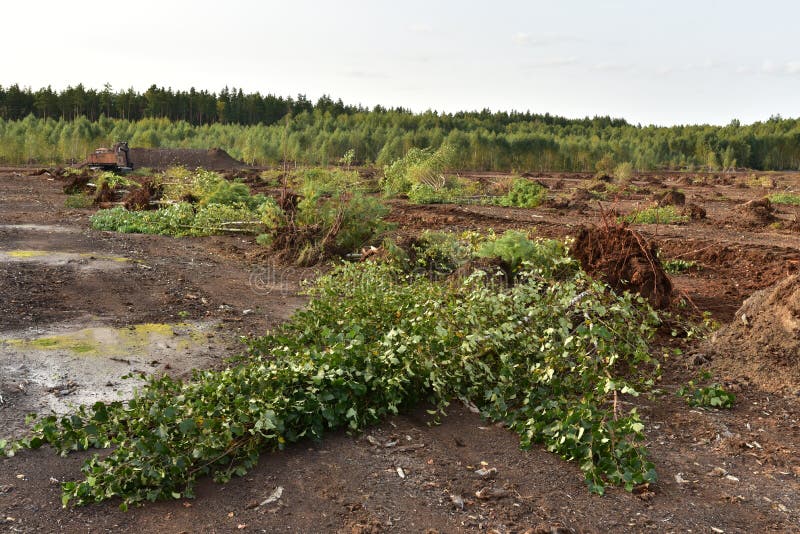 Destruction of Trees on Peatlands and Drainage of Peat Bogs at ...