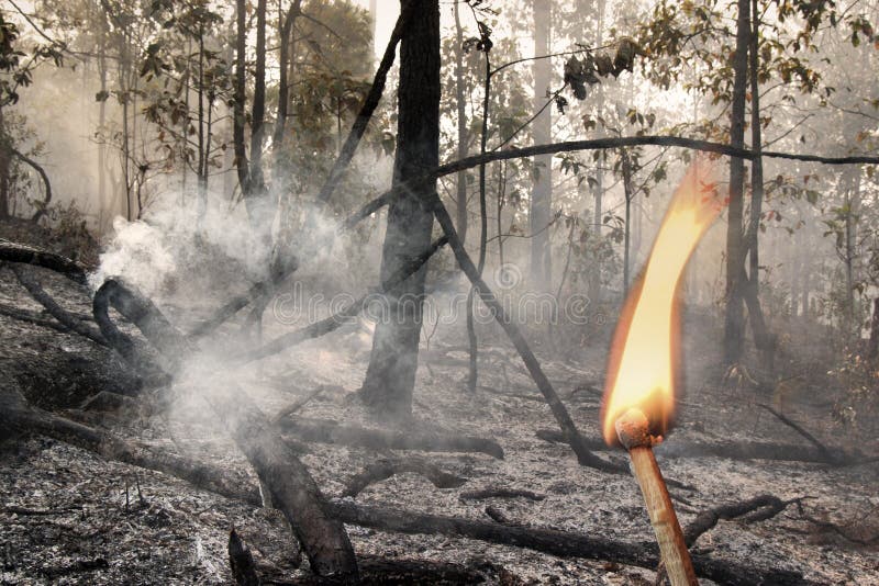 Destruido Quemando El Bosque Tropical Foto de archivo - Imagen de humo ...