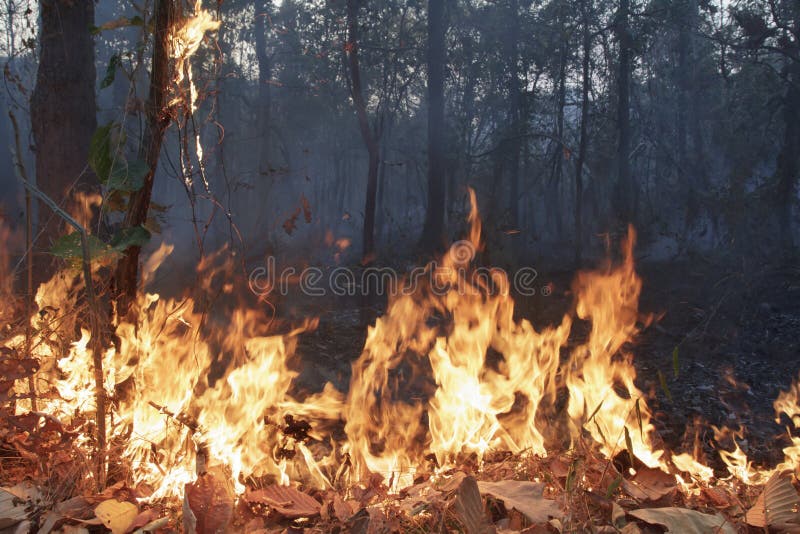 Destruido Quemando El Bosque Tropical Foto de archivo - Imagen de yermo ...