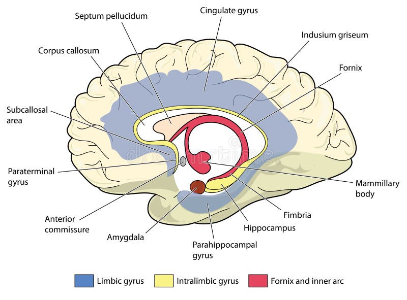 Brain Anatomy - Limbic System Stock Illustrationer - Illustration av ...
