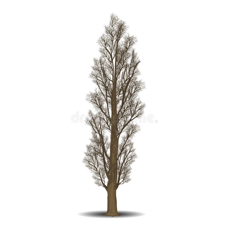 Detached Tree Poplar without Leaves Stock Vector - Illustration of tree ...