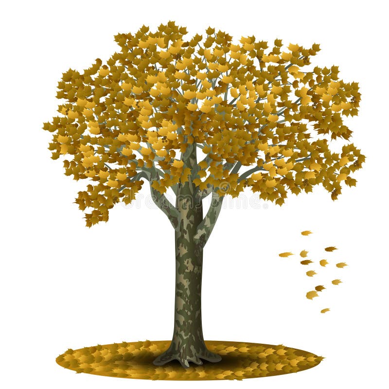 Detached Tree Sycamore with Yellow Leaves Stock Vector - Illustration ...