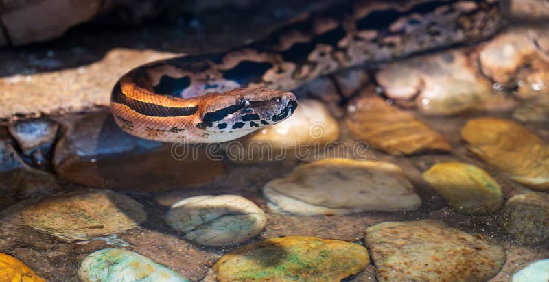 Detail of the Acrantophis Dumerili Snake S Head Stock Image - Image of ...