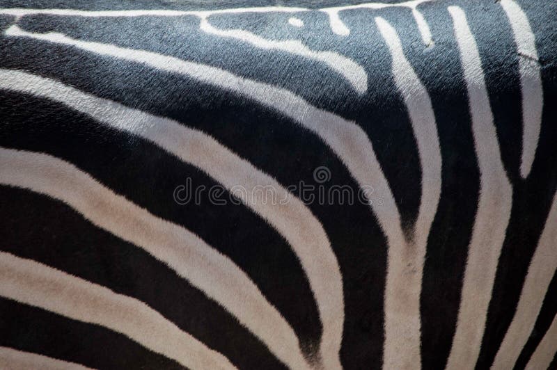 Detail of an African Zebra Far from the Herd Stock Image - Image of ...
