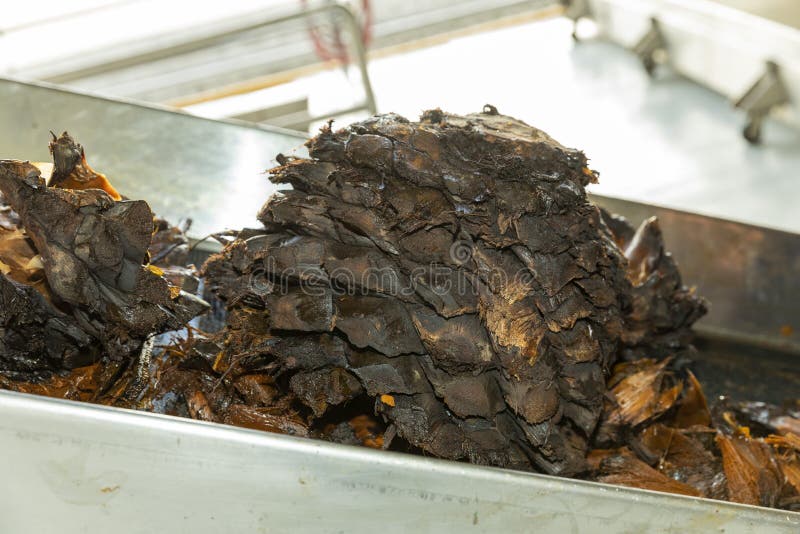 Detail of the agave stock image. Image of cactus, nature - 145581457