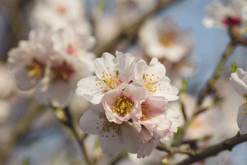 Detail of Almond Tree Flowers Blooming Stock Image - Image of ...