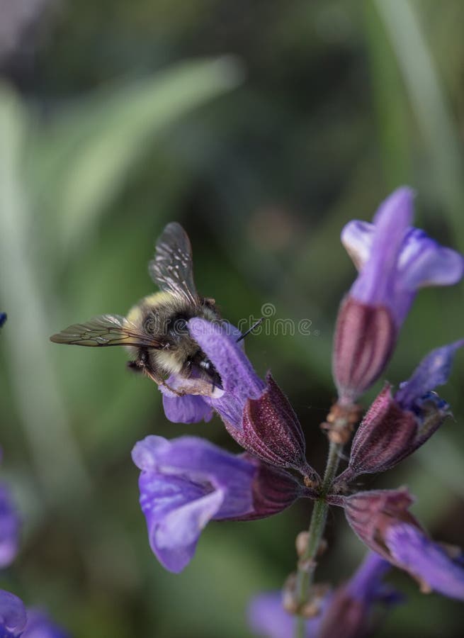 Bumble bees stock photo. Image of honey, black, nature - 184421360