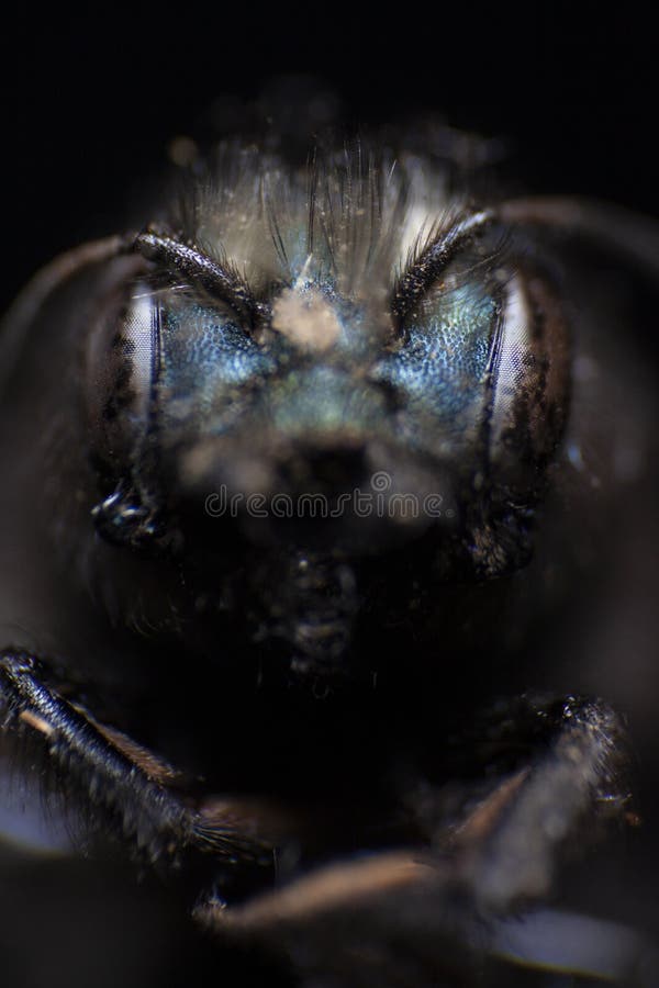 Honey bee stock image. Image of lady, portland, praying - 184420577