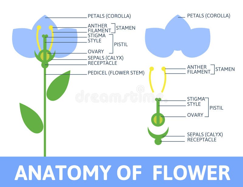 37+ Anatomy flower Free Stock Photos - StockFreeImages