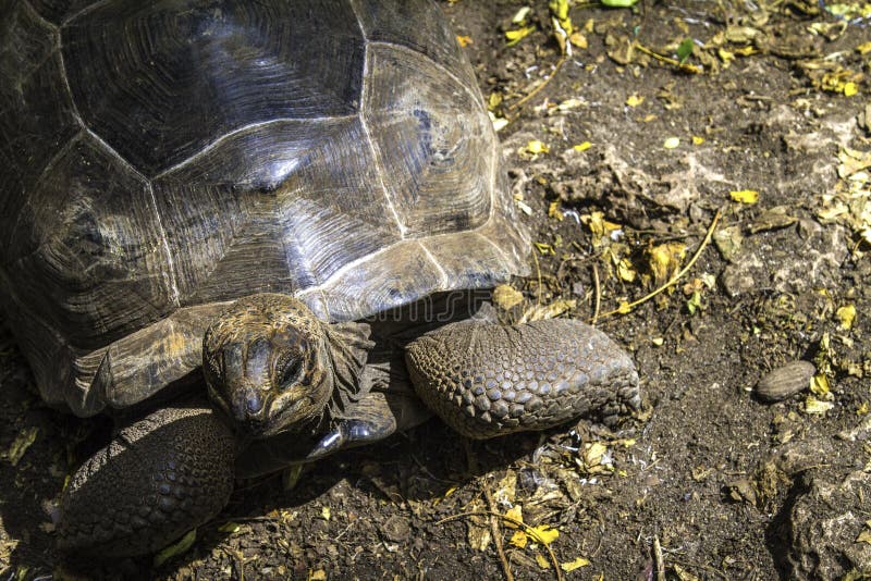 Ancient tortoise shell stock photo. Image of rock, heavy - 113886228