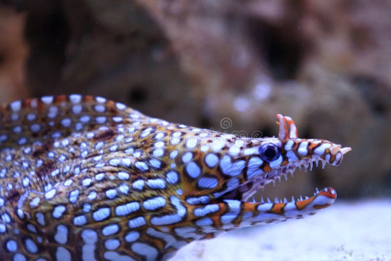 Dragon moray stock image. Image of animal, dragon, ocean - 117524933
