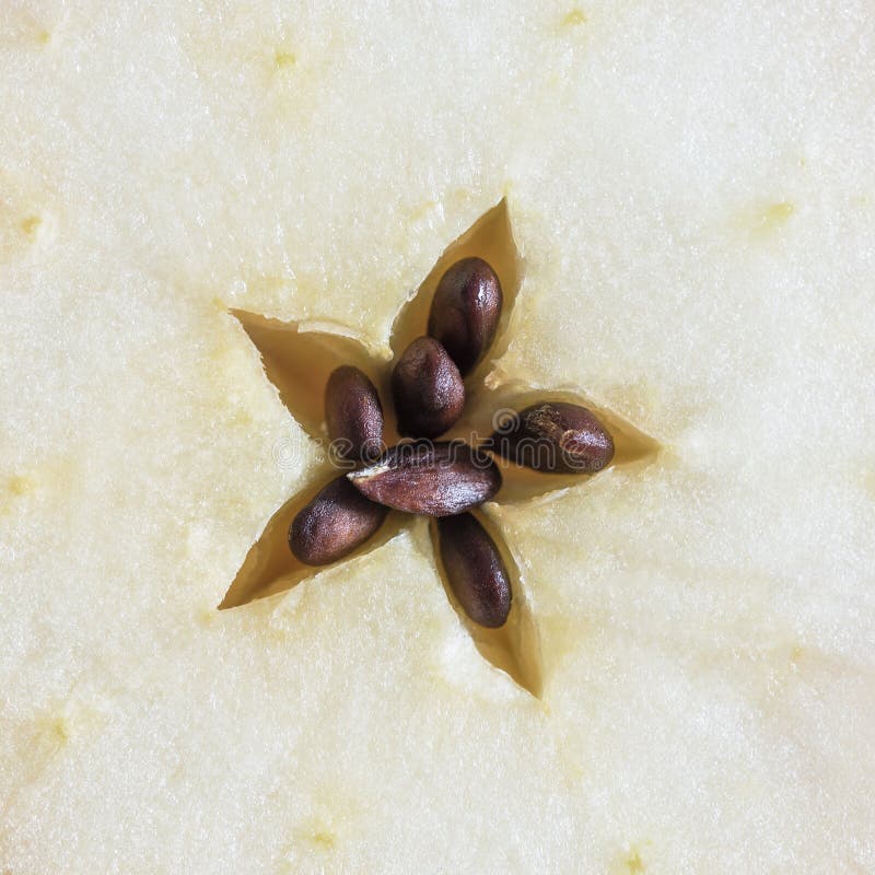 A Detail of Apple Seeds Star with Seeds Stock Image - Image of apple ...