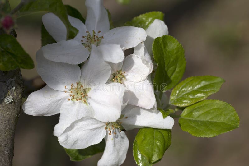 Detail of the Apple Tree Flower Stock Photo - Image of apple, garden ...