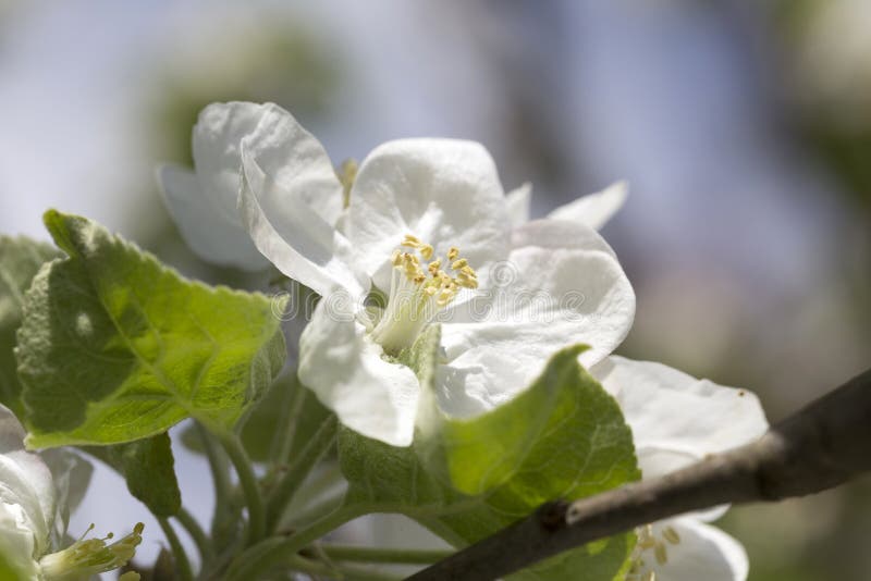 Detail of the Apple Tree Flower Stock Image - Image of flower, green ...