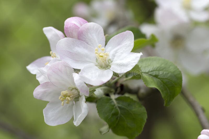 Detail of the Apple Tree Flower Stock Photo - Image of nature, white ...