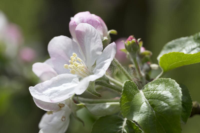 Detail of the Apple Tree Flower Stock Photo - Image of flower, blossom ...