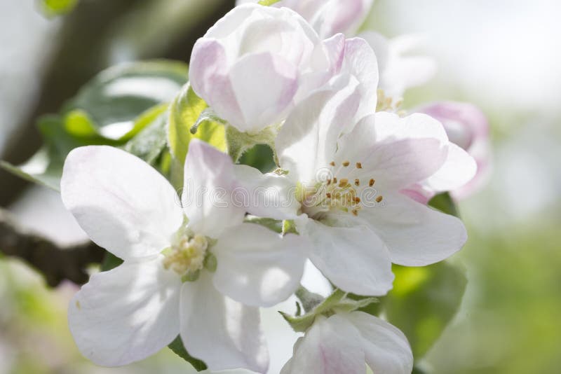 Detail of the Apple Tree Flower Stock Image - Image of macro, outdoor ...