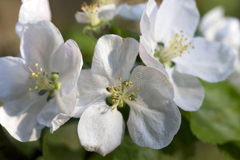 Detail of the Apple Tree Flower in the Spring Garden Stock Photo ...