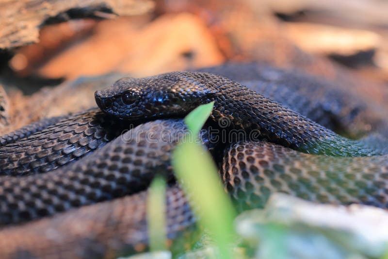 Asp viper stock photo. Image of green, amphibian, snake - 333975982