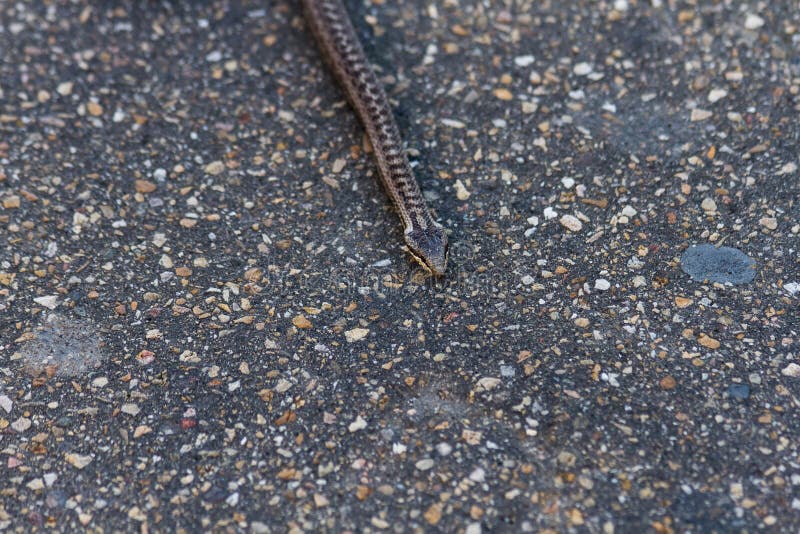 Detail asphalt snake stock photo. Image of snake, animal - 31810730