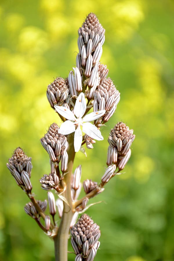 Detail of a Asphodel Flower Stock Photo - Image of outdoors, common ...