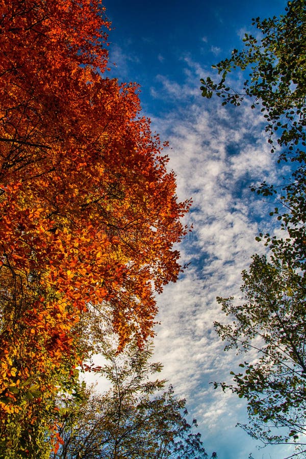 Detail of Autumn Colorful Trees and Blue Sky Stock Photo - Image of ...