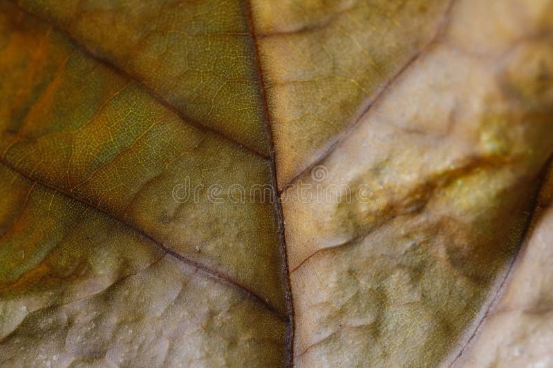Detail of an Autumn Drying Maple Leaf Stock Photo - Image of deciduous ...