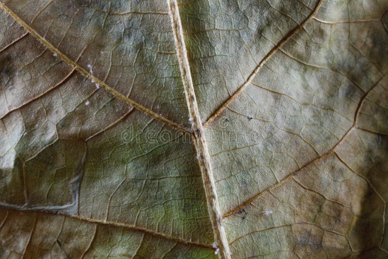 An Image of an Autumn Drying Maple Leaf Stock Photo - Image of fragment ...
