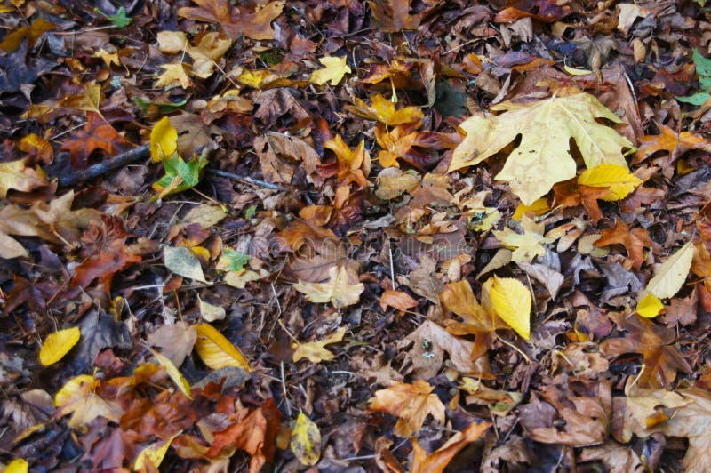 Detail, Autumn Leaves on the Forest Floor Stock Image - Image of leaf ...