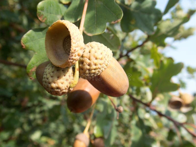 Detail of an Autumn Oak Nut on a Tree Stock Photo - Image of fruit ...