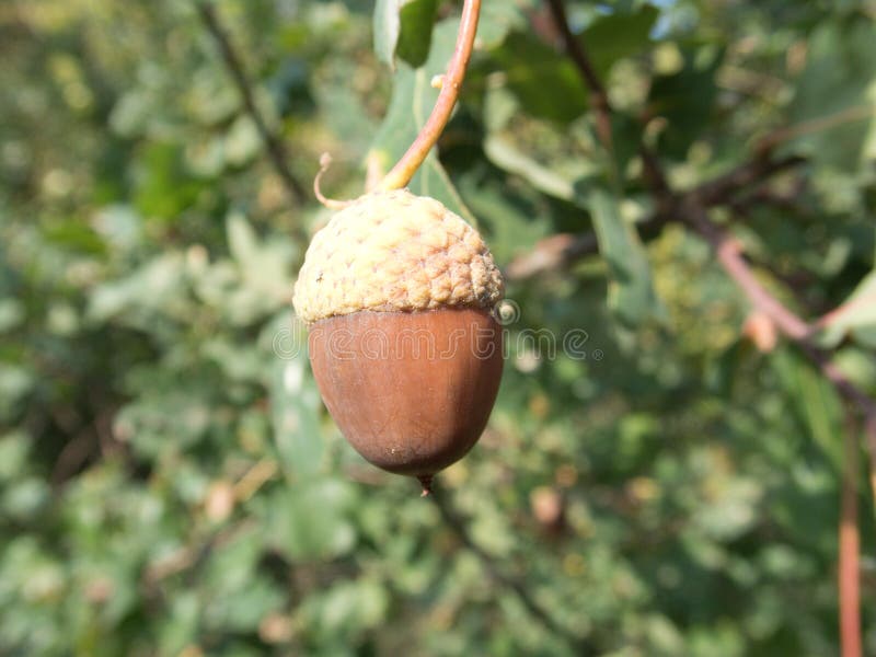 Detail of an Autumn Oak Nut on a Tree Stock Photo - Image of ...