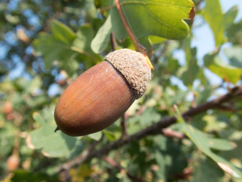 Detail of an Autumn Oak Nut on a Tree Stock Photo - Image of detail ...