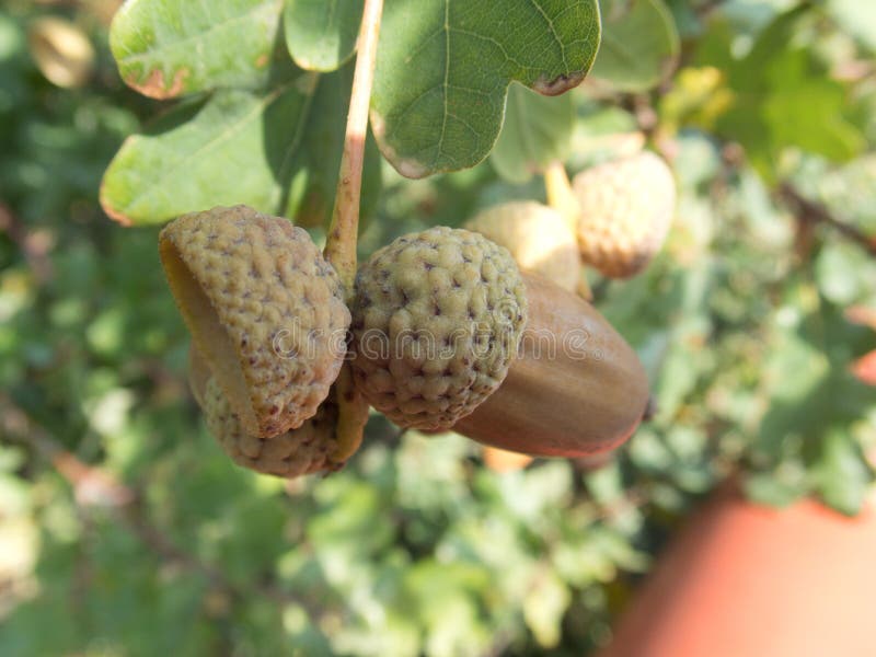 Detail of an Autumn Oak Nut on a Tree Stock Image - Image of macro ...