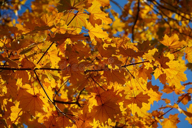 Detail of Autumn Rust Leaves Stock Image - Image of natural, decoration ...