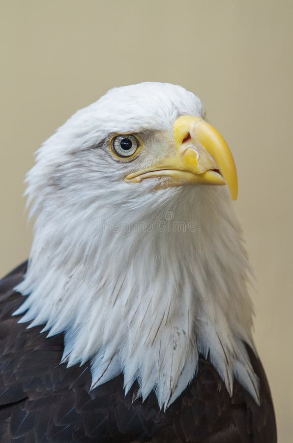 Detail of bald eagles head stock image. Image of yellow - 36305757