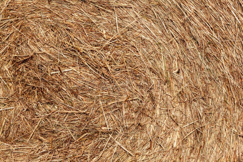 Detail of bale of straw stock photo. Image of ripe, farming - 352548452